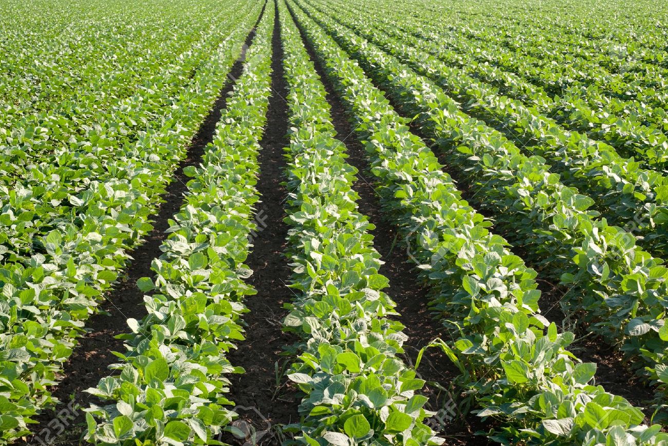 Bafing / Le ministre Kobenan Kouassi Adjoumani relance officiellement ...