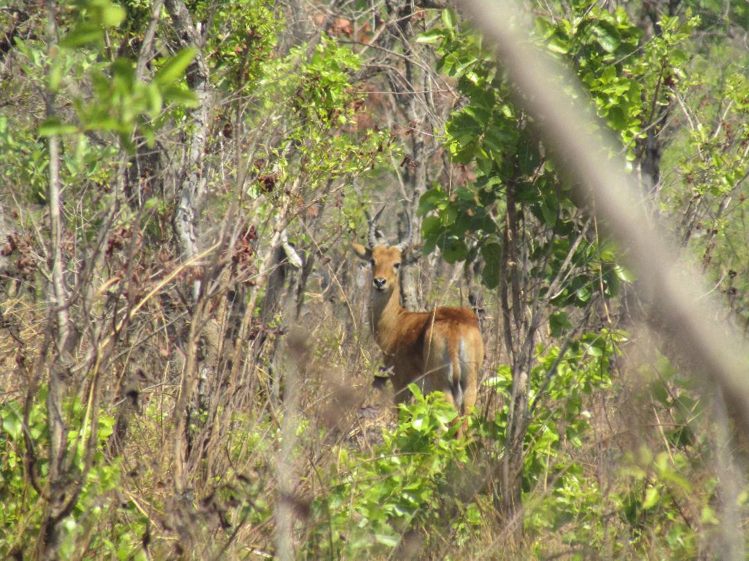 Reportage/ Eco-tourisme : Sur les traces des grands mammifères du parc ...